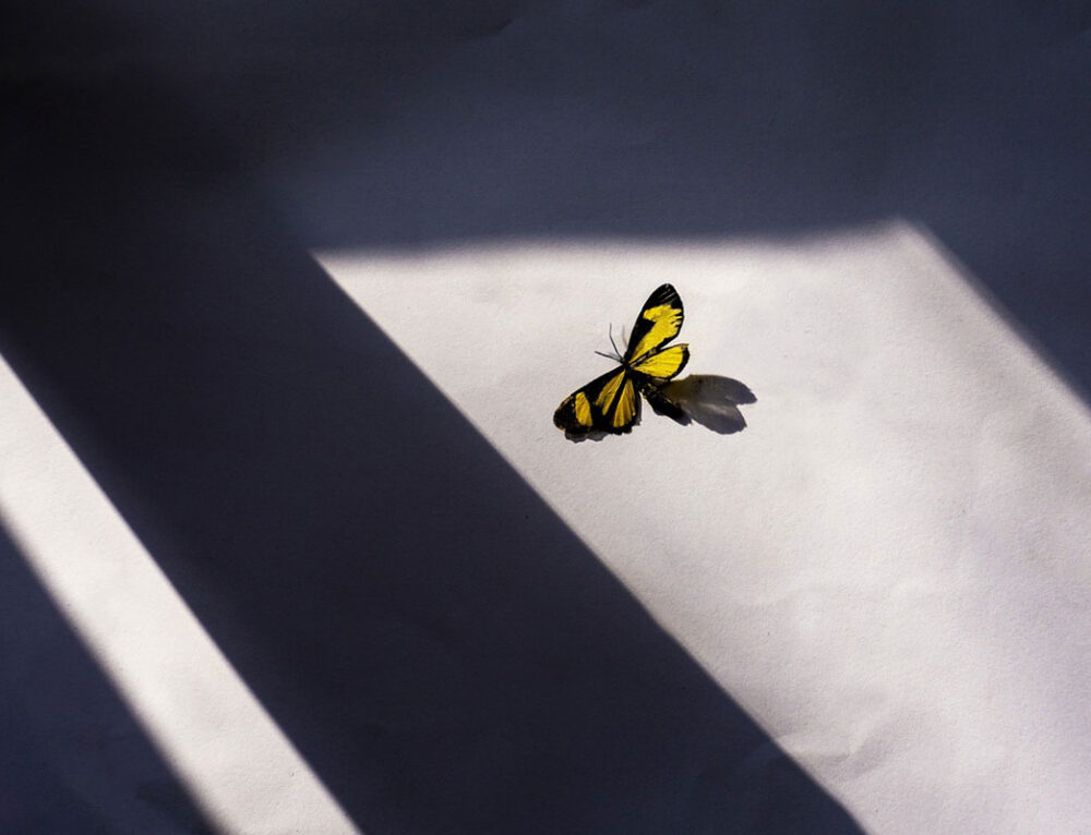 Understanding Agoraphobia - The Fear of Open Spaces